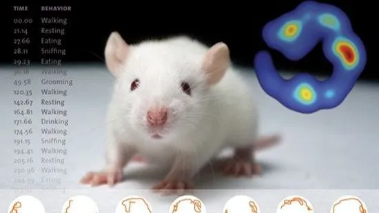 EthoVision XT | Applications | Noldus