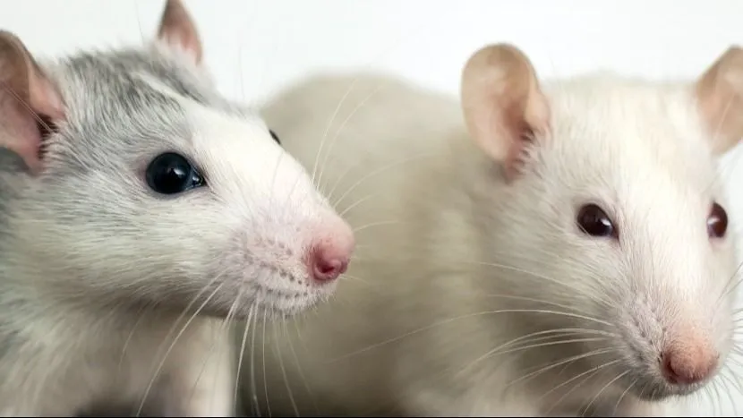 Newsroom | Noldus teams up with Institut Pasteur to deliver new ...