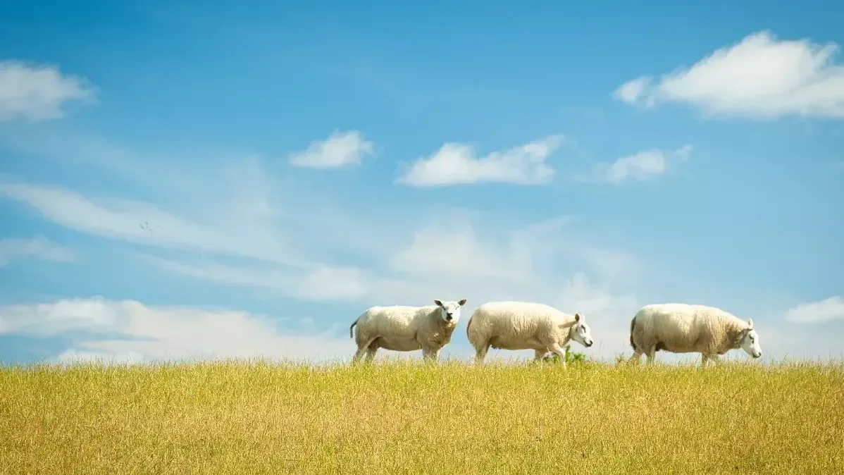 TrackLab | Applications | Noldus